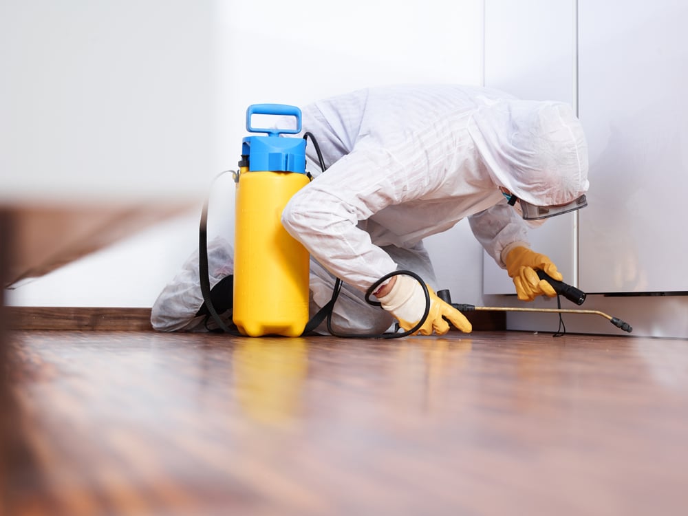 Expert Pest Management: Essential Home Pest Control